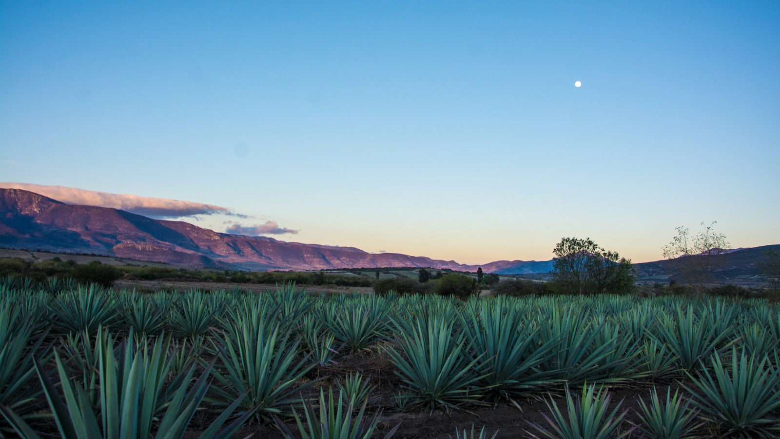 11 Mezcal Varieties For Every Level Of Expertise