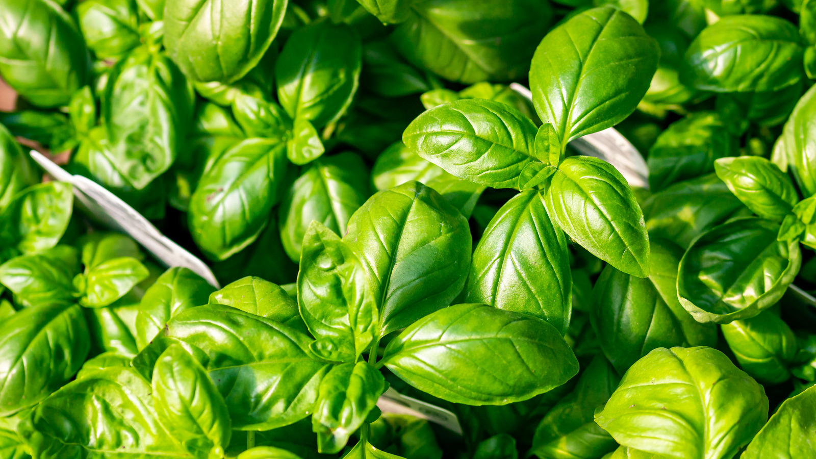 15 Types Of Basil And How To Use Them