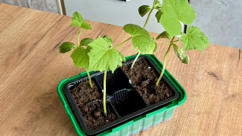 5 Ways To Reuse Plastic Fruit Containers In The Kitchen