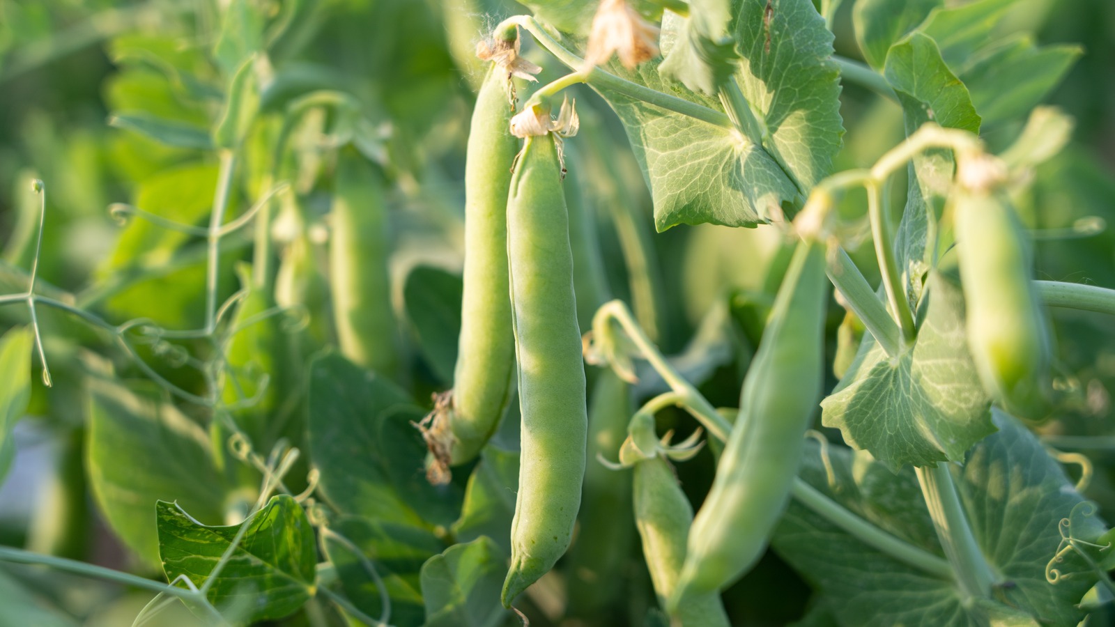 Split Peas Vs Field Peas: What's The Difference?
