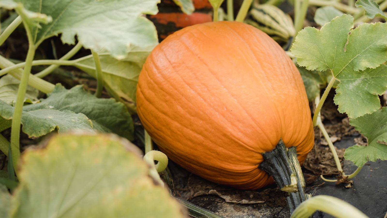 Pumpkin Tendrils