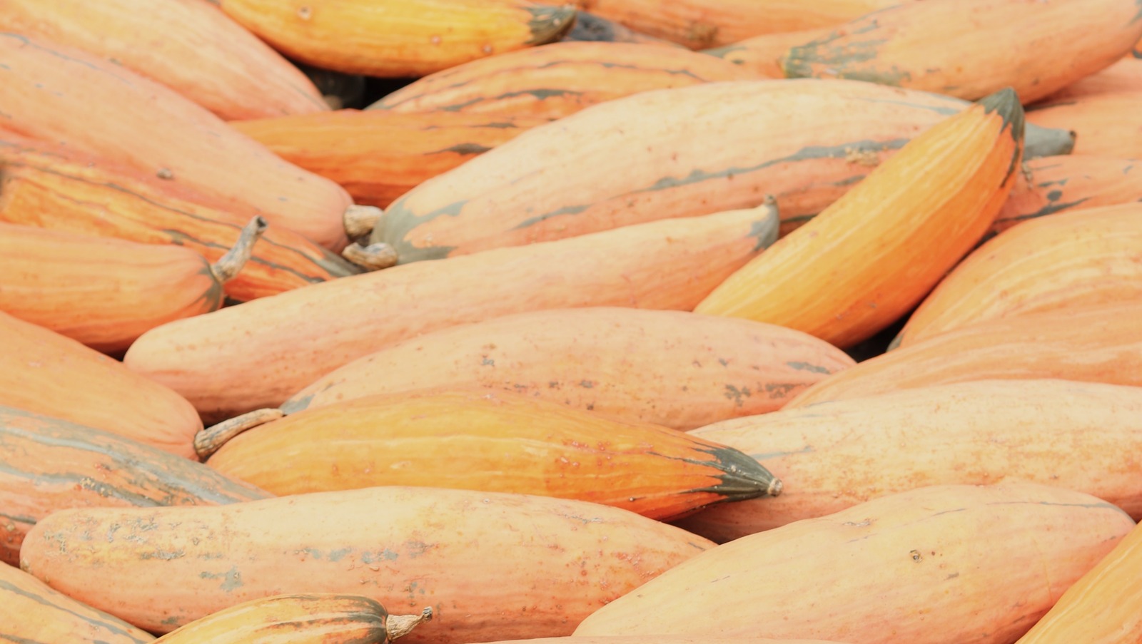 Sweet Candy Roaster Squash Began As A Cherokee Nation Staple
