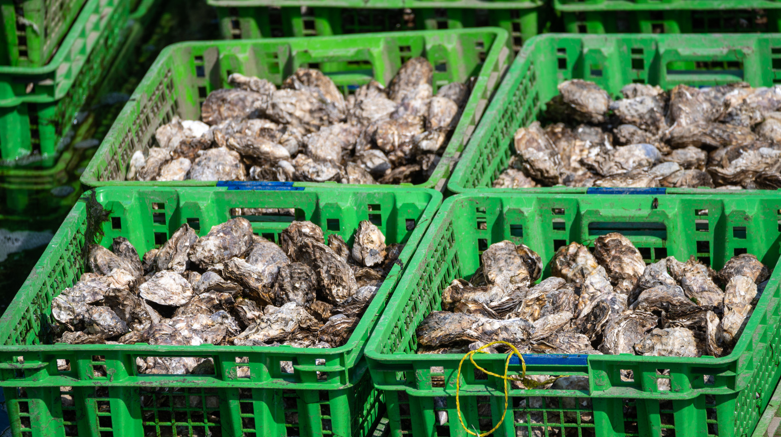 Everything You Need To Know About Merroir