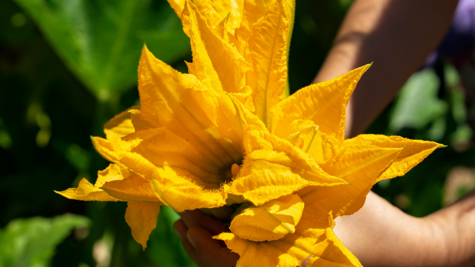 Fiori Di Zucca: The Italian Ingredient That Should Be On Your Menu