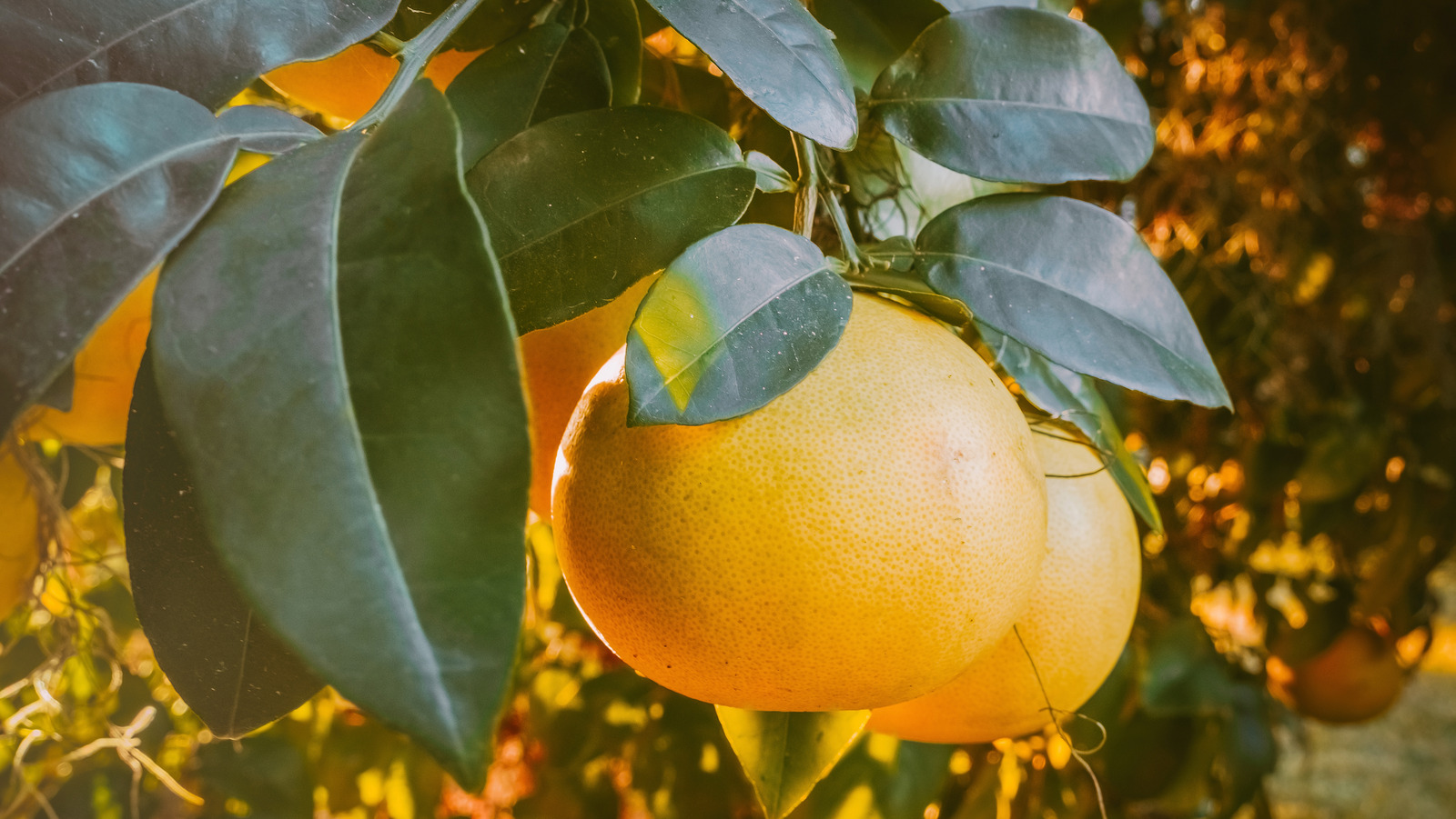 Grapefruit Prototypes Sold For Over $100 A Box At The 1904 World's Fair