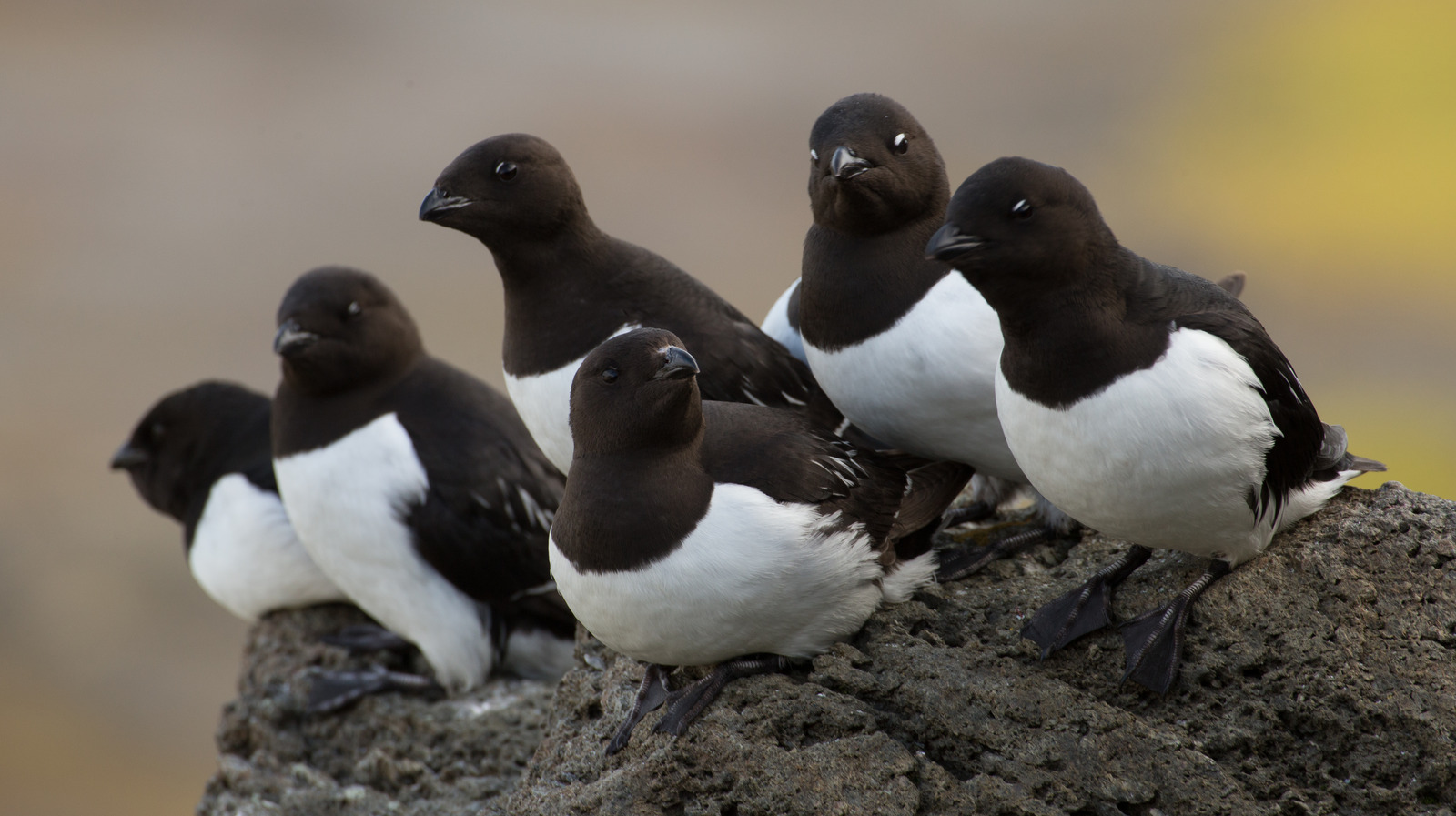 Greenland's Kiviak Shows The Impressive Feats Of Fermentation