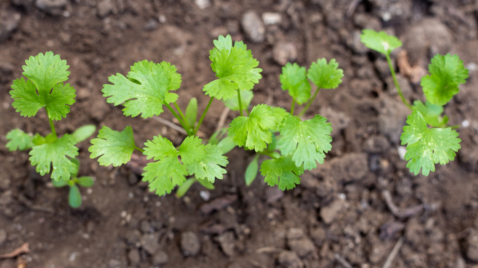 Grow Healthier Cilantro With A Simple Soil Addition