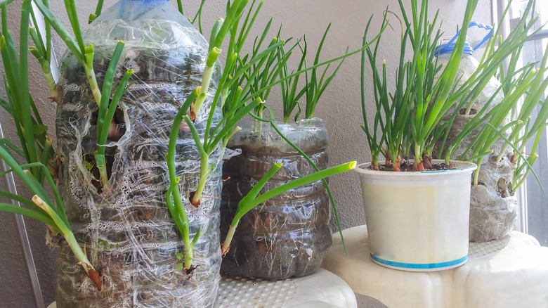 Growing Onions Inside A Water Bottle In Your Kitchen Is Actually Pretty ...