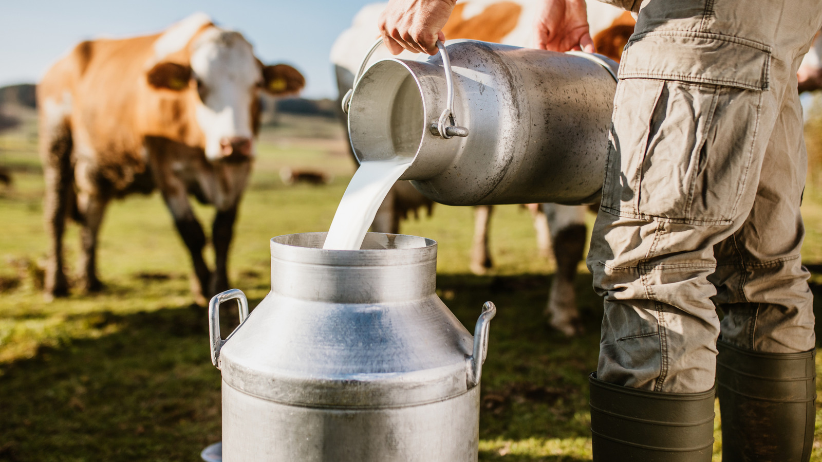Ultra-Pasteurized Vs Pasteurized Milk: How Much Difference Does It Make?