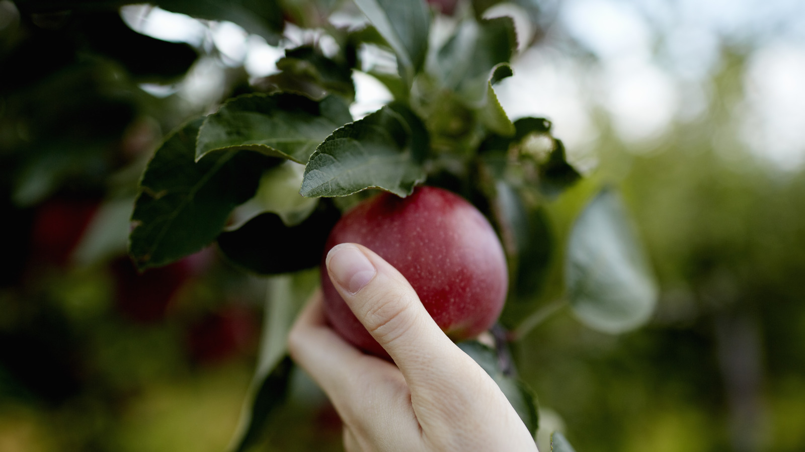 How Liberty Apples Got Their Patriotic Name