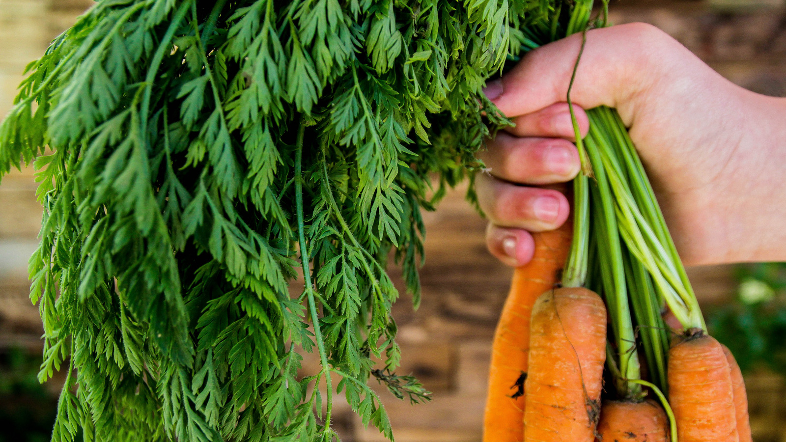 How To Store Carrot Greens, And Why You Should Start