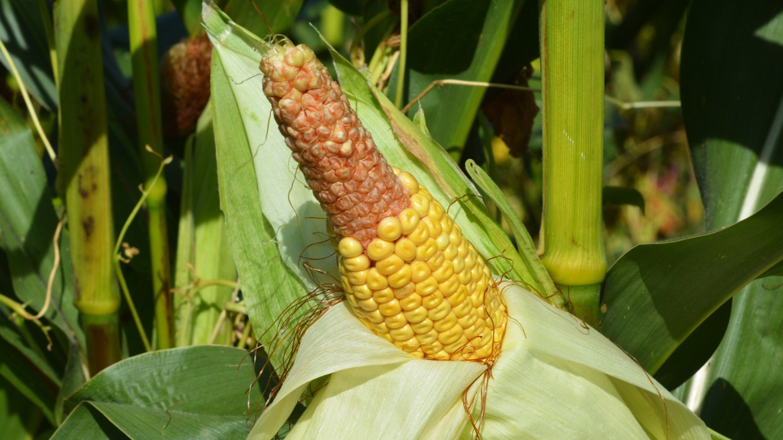 If You're Missing Kernels When Growing Corn In Your Backyard, Try Doing ...