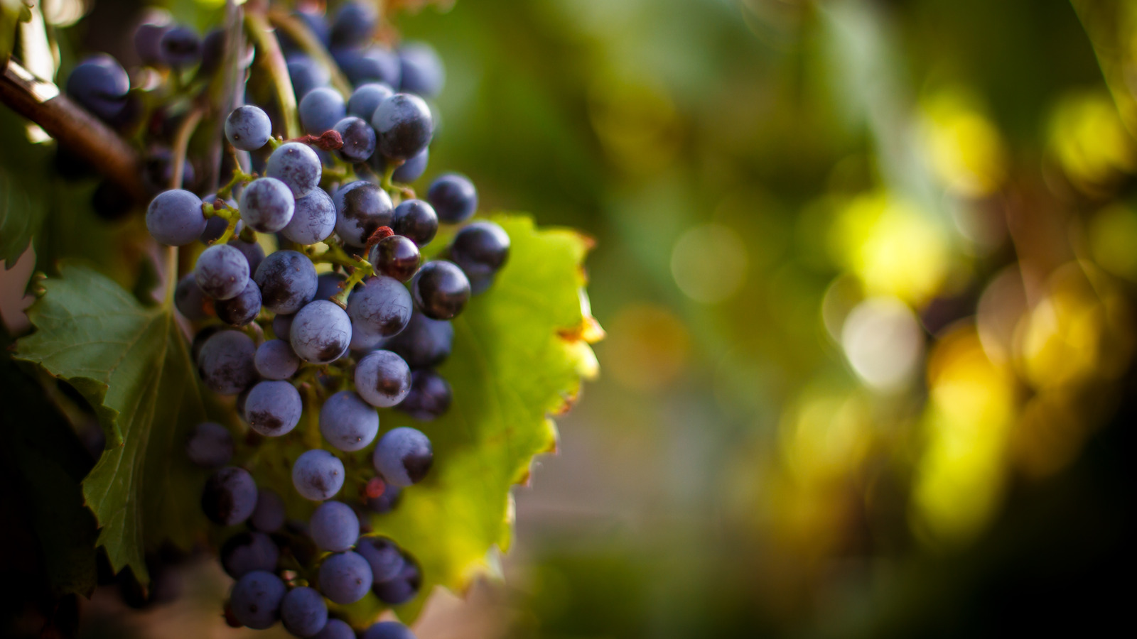 In Baja California, Mission Grapes Carry On 500 Years Of Wine Tradition