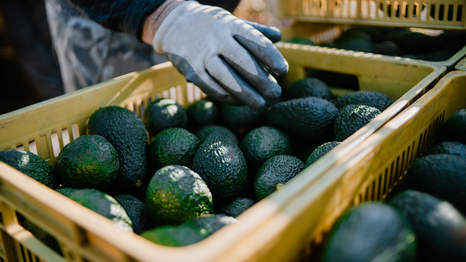 Kenya Is Banning Avocado Exports For The Next 3 Months Kenya Is Banning Avocado Exports For The Next 3 Months