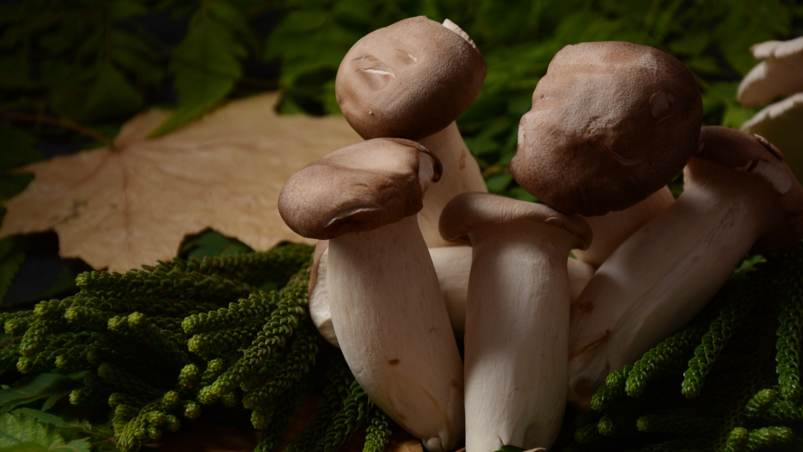 King Oyster Mushrooms Are The Vegetarian Steak Alternative You Need