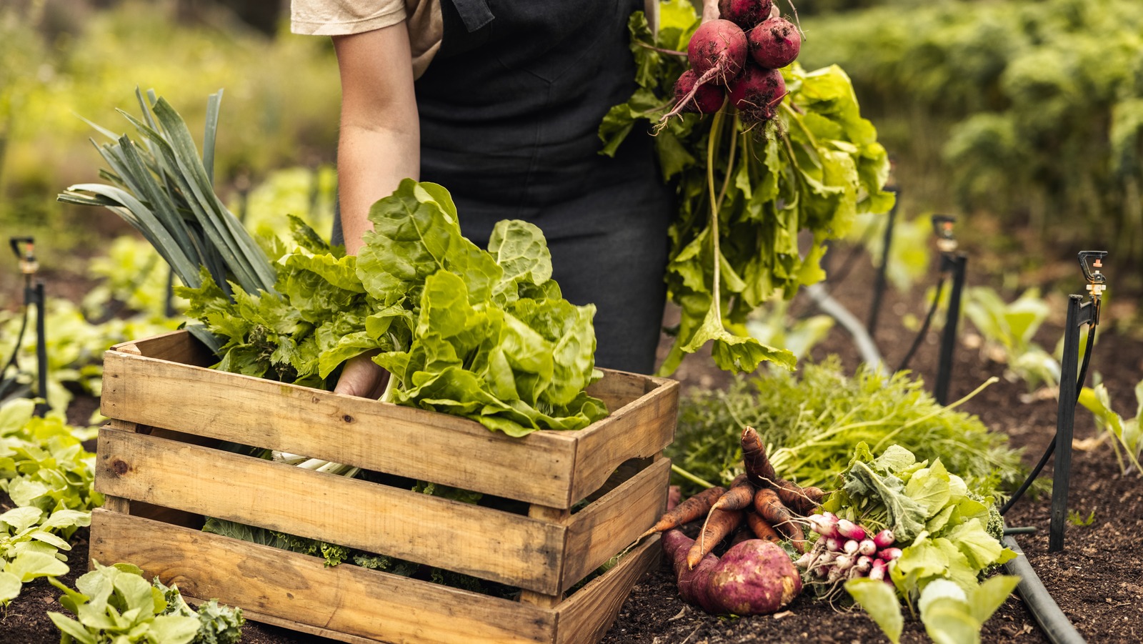 People Gardening Vegetables