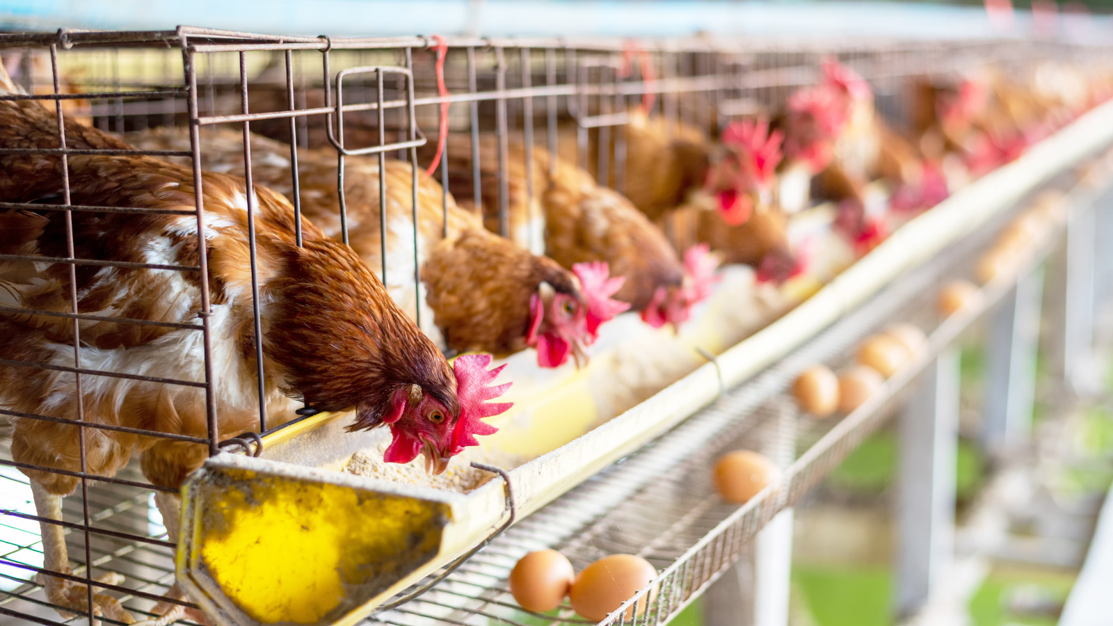 Many Egg Producers Think Caged Hens Will Still Be Used In 2040