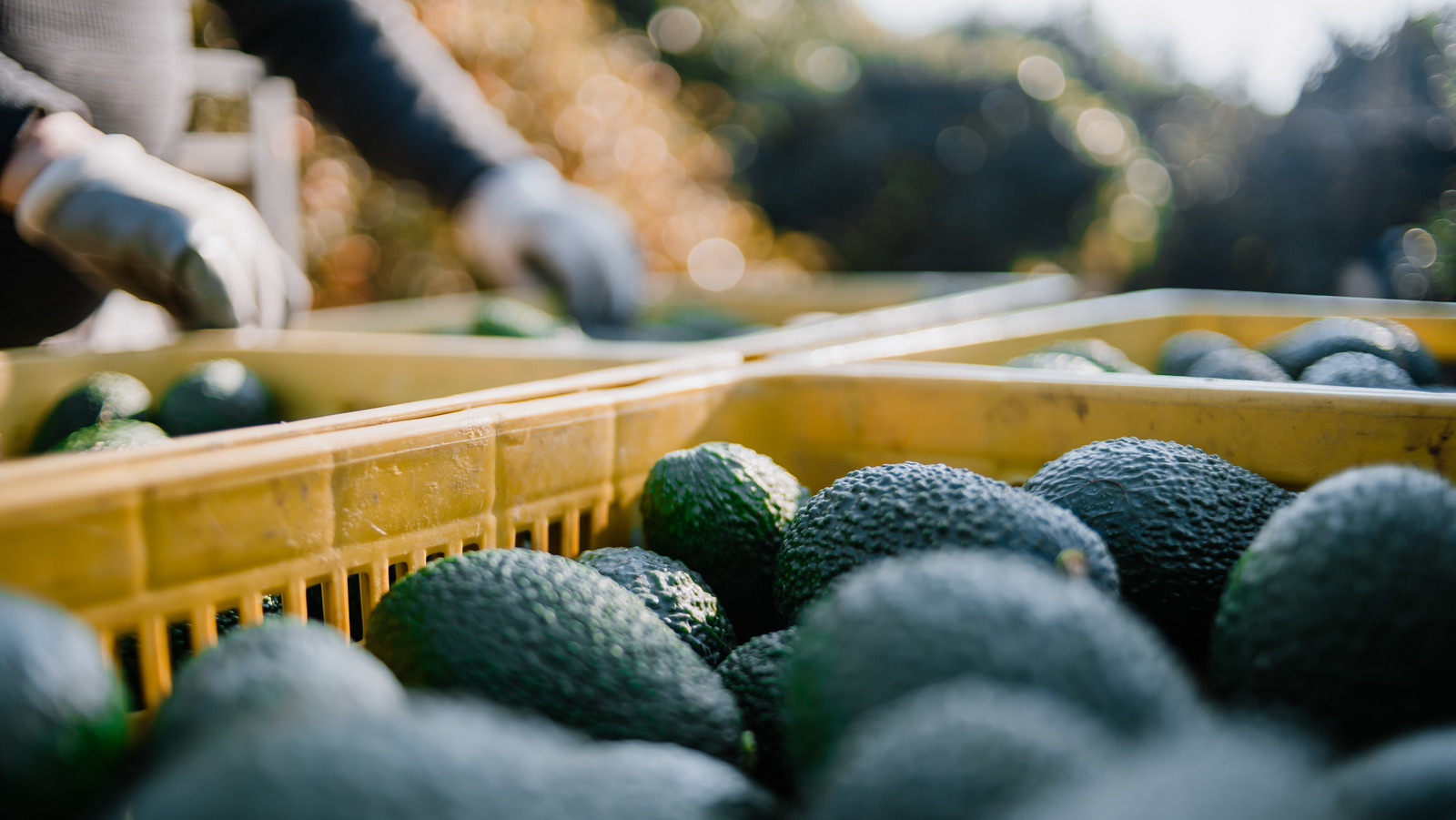 Millions Of Free Avocados Are About To Feed The People Of Philadelphia