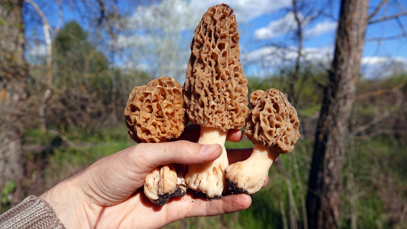Minnesota's State Mushroom Is A Coveted Culinary Treat