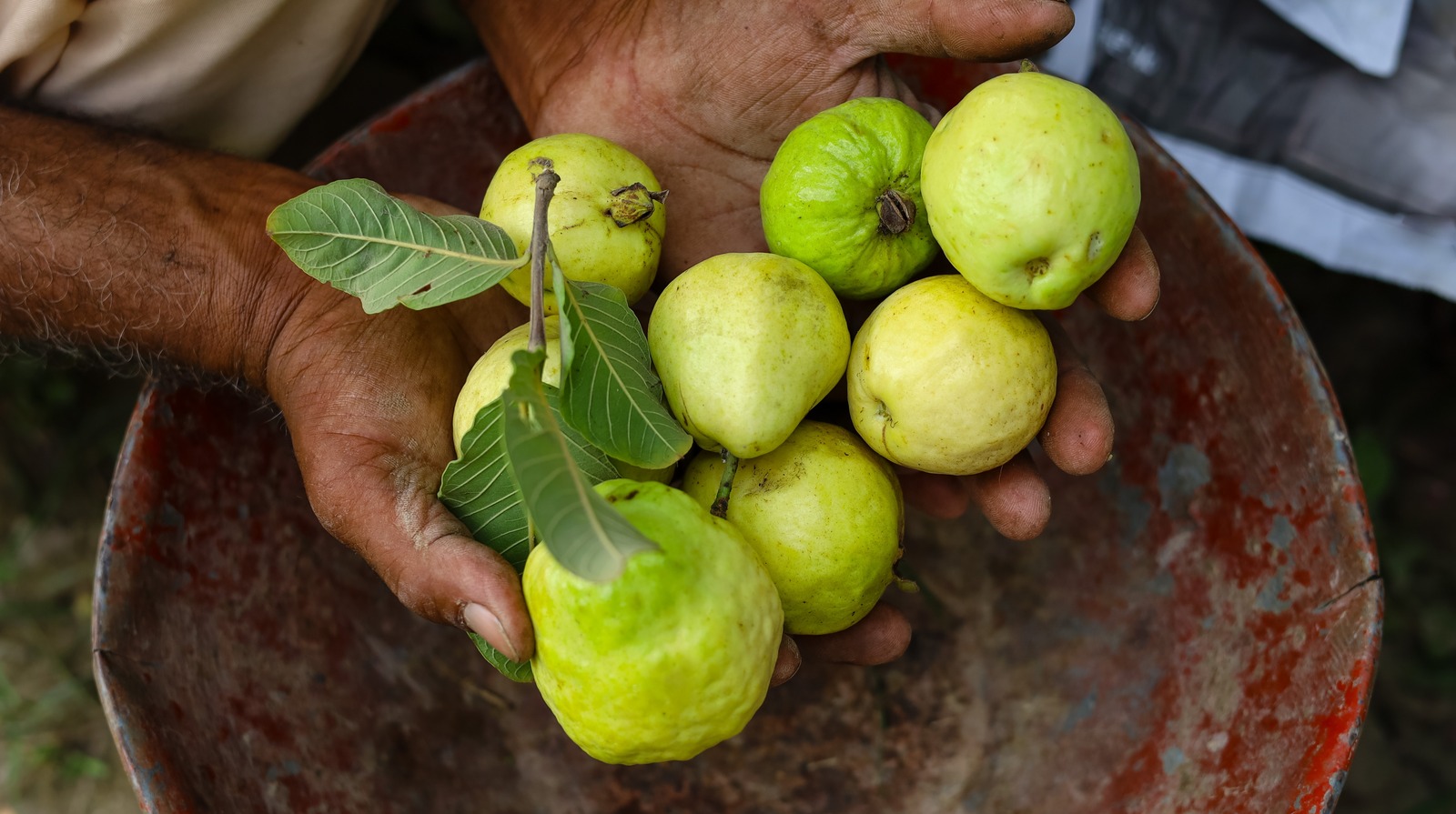 Most Of The World's Guava Comes From This Country