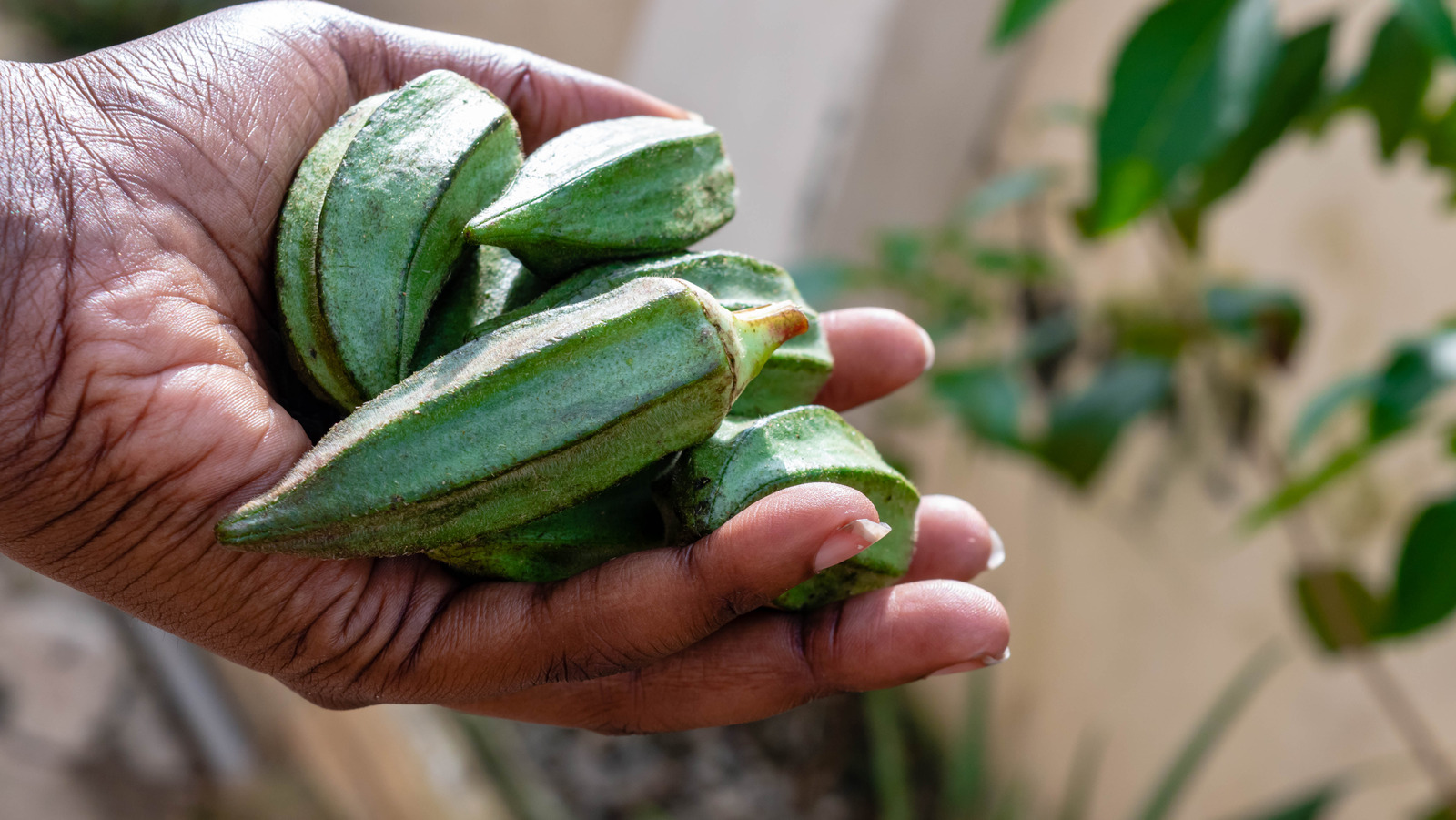 Netflix's High On The Hog Just Received An Impressive Honor