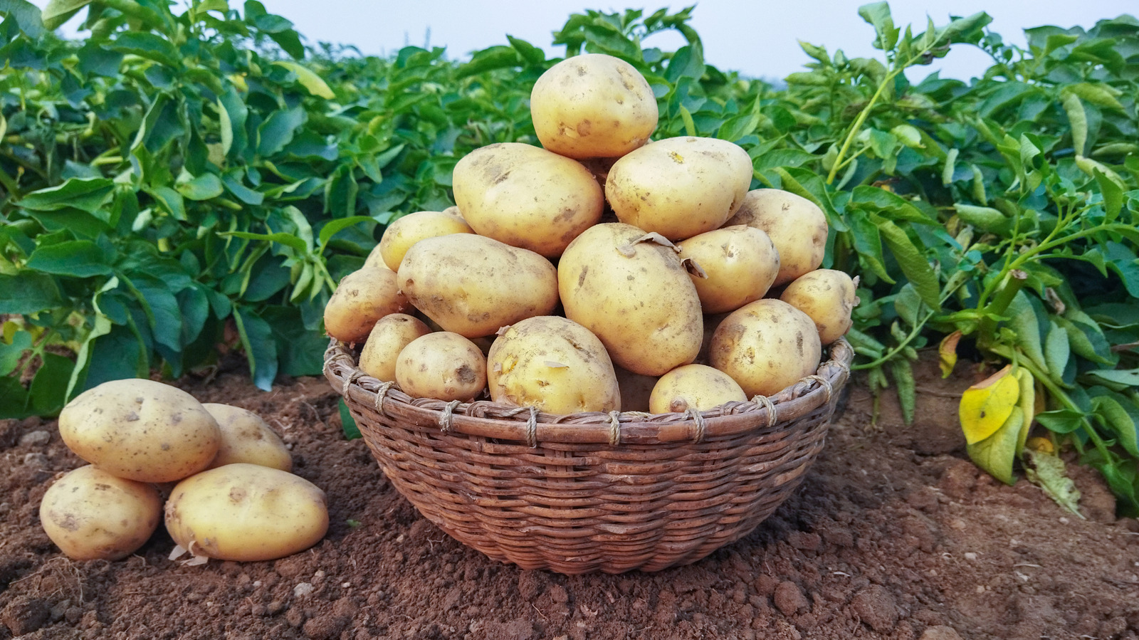 New Data Shows Why The Potato Industry Is Exploding Right Now