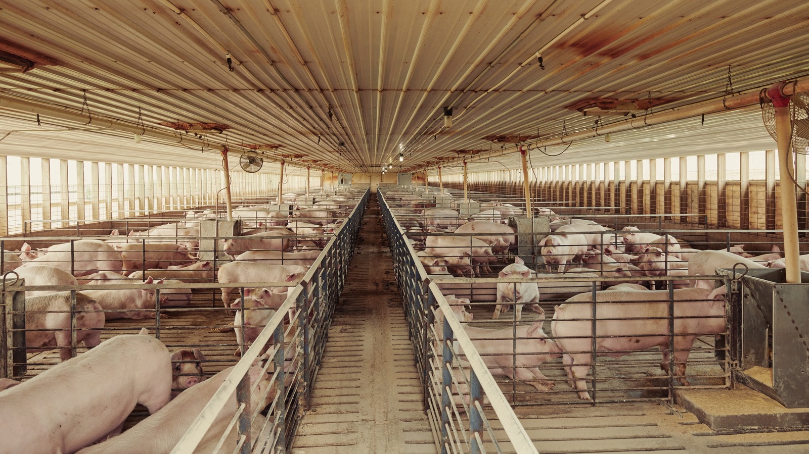 New Report Calls Out Iowa's Unequal Hog Farming Industry