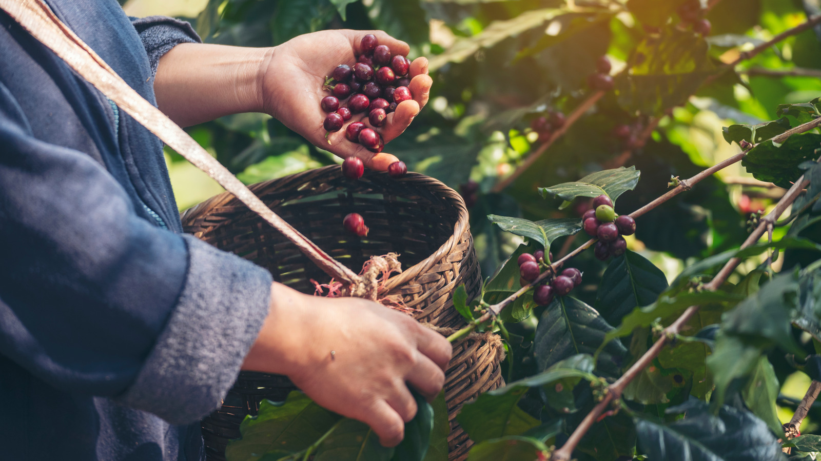 New Study Reveals How Much Birds And Bees May Be Helping Coffee Farmers