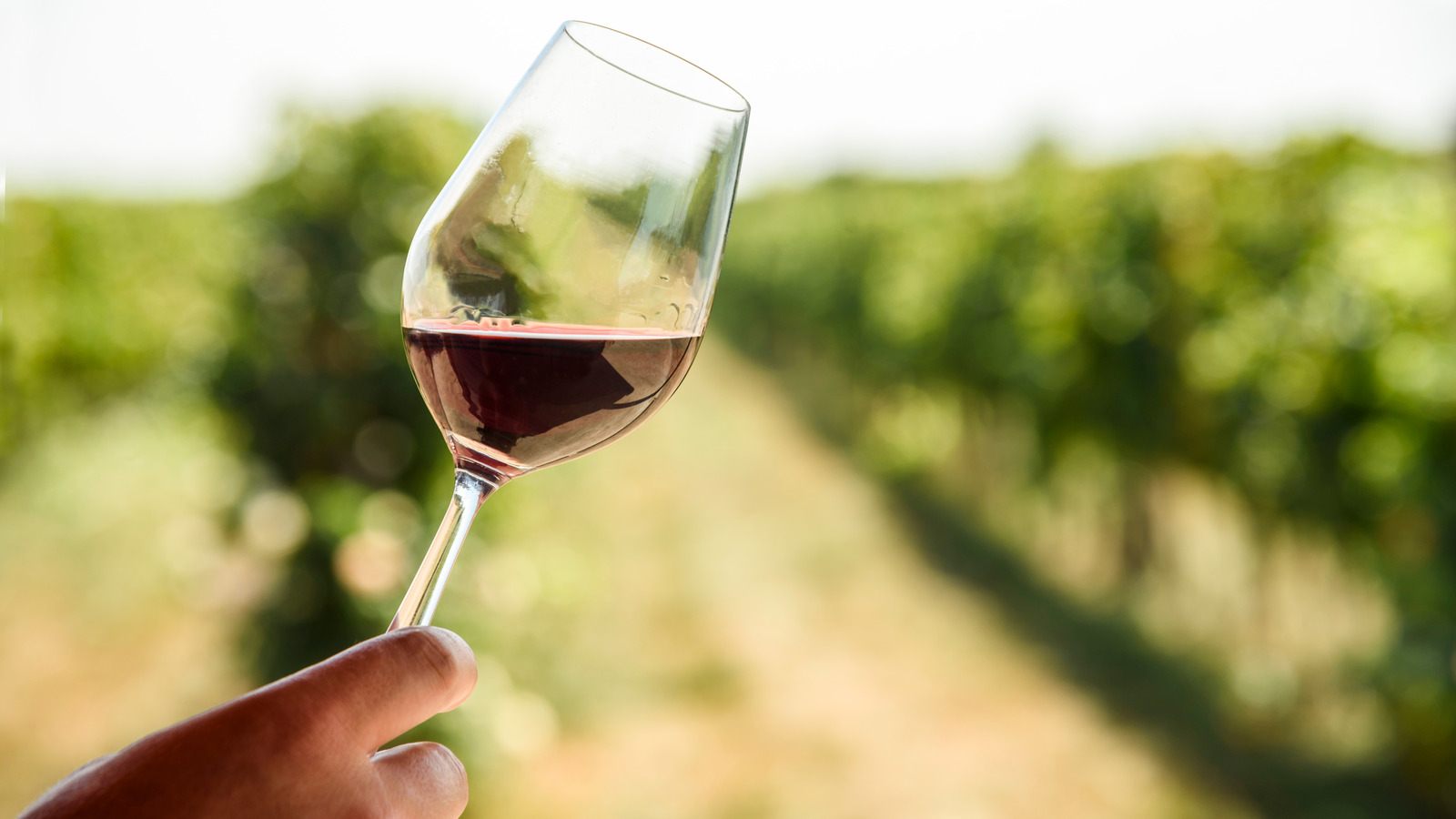 One Florida Winery Has Produced The Very First Avocado Wine