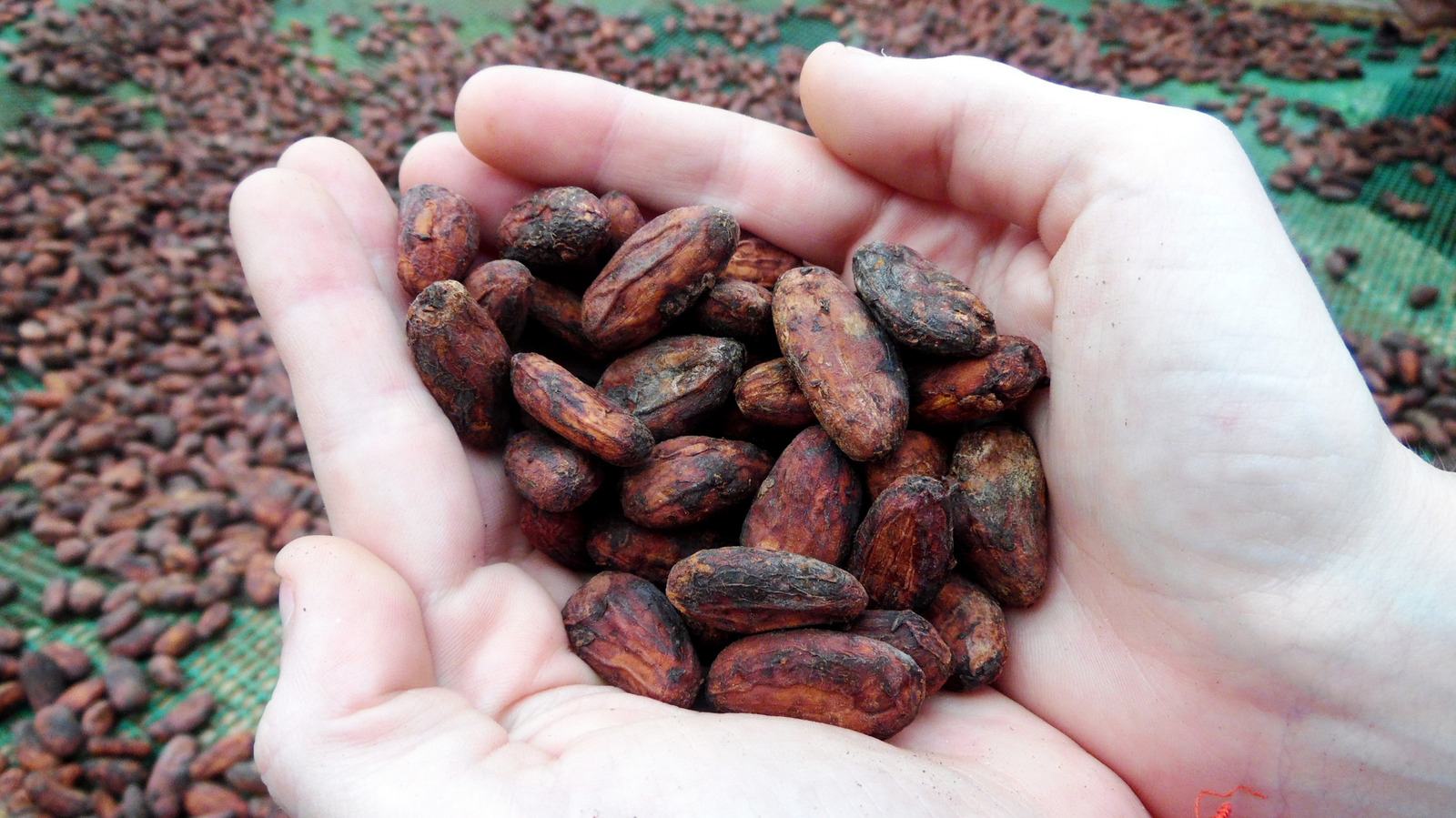 One Of The World's Rarest Chocolates Was Once Eaten By The Aztecs