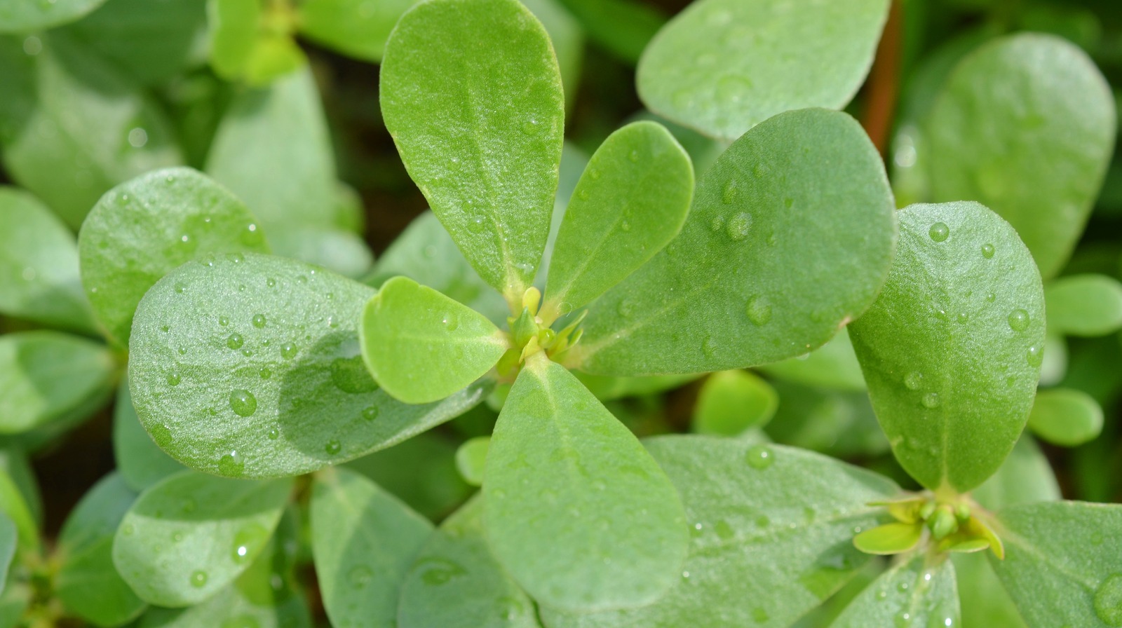 Purslane Is The Nutritious Weed You Should Be Eating More Of