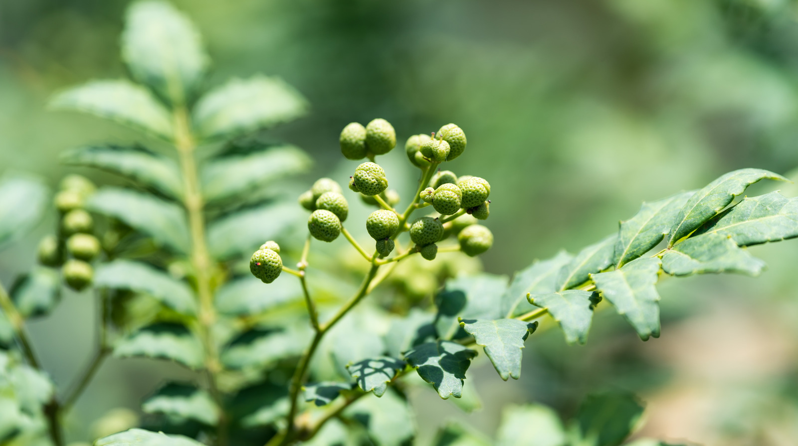 Sansho Peppercorn, The Tingly Seasoning For Big Citrus Flavor