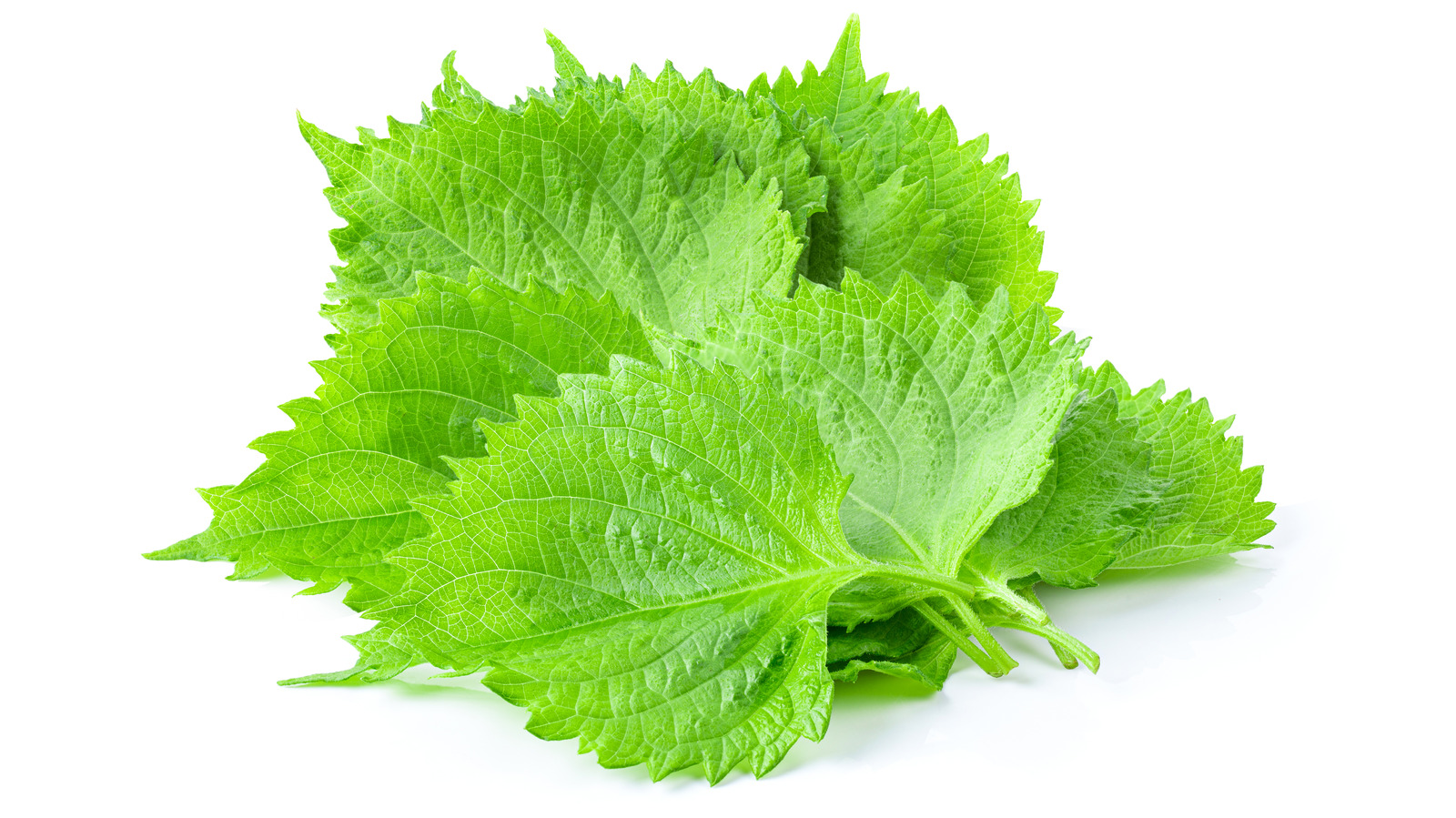 Shiso Leaves: More Than Just A Pretty Decoration On Your Sushi Platter