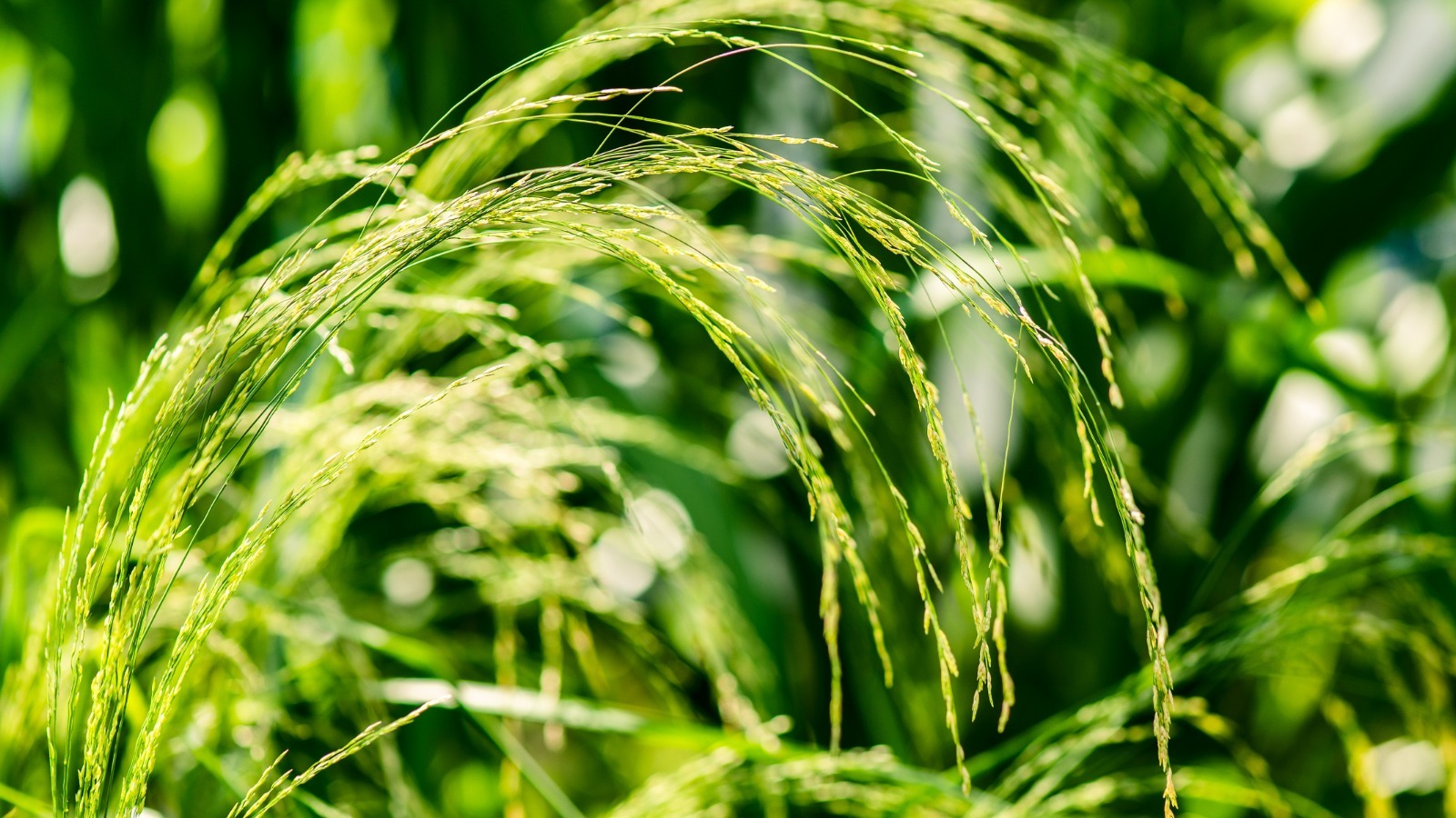 Teff: A Nutritious, Gluten-Free Grain
