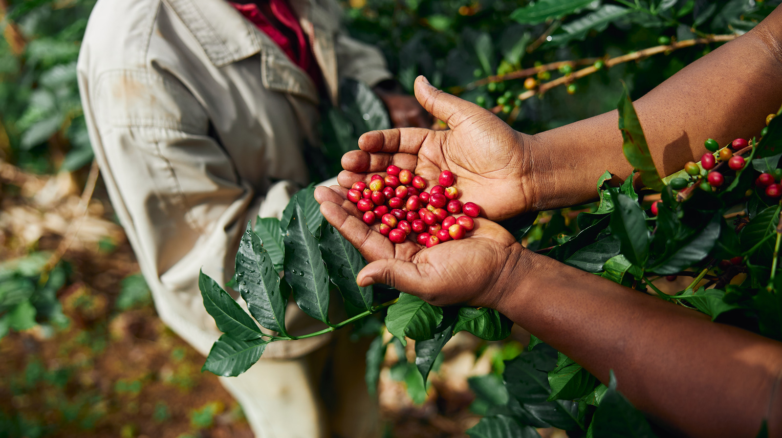 The 3 Best Coffee Regions For The Tastiest Springtime Brew