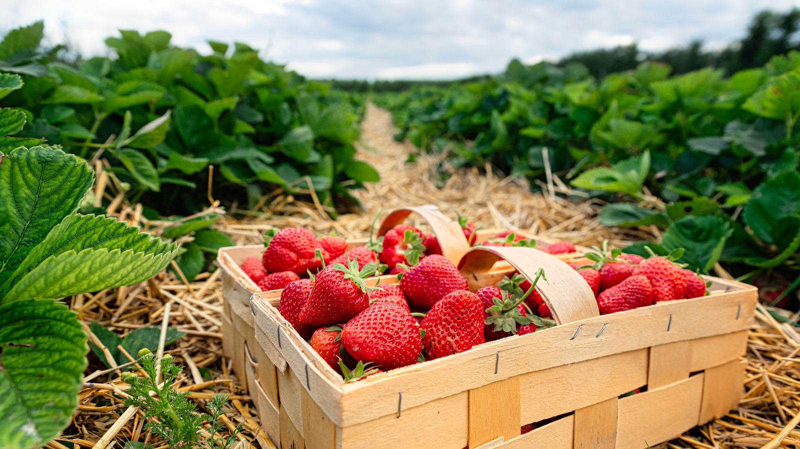 The 3 Types Of Strawberries, Explained