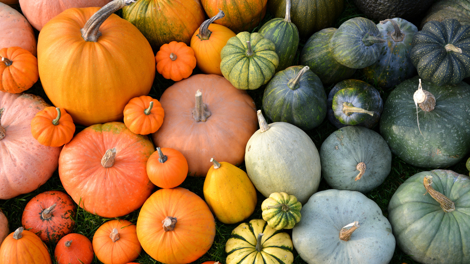 The Absolute Best Type Of Pumpkin For Roasting
