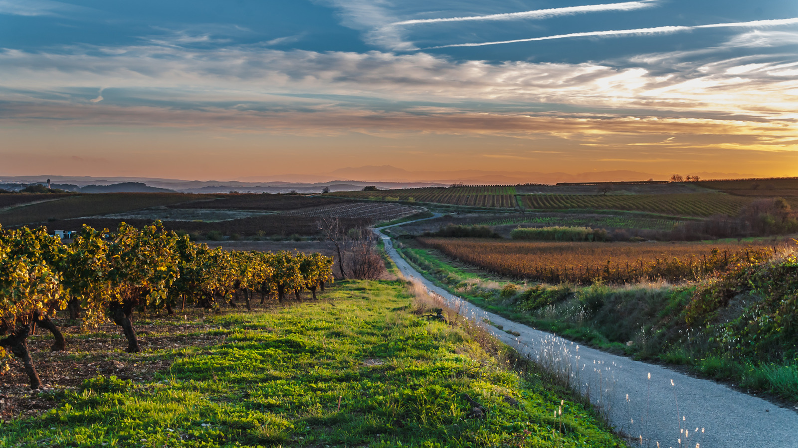 The Beginner's Guide To Languedoc Wines