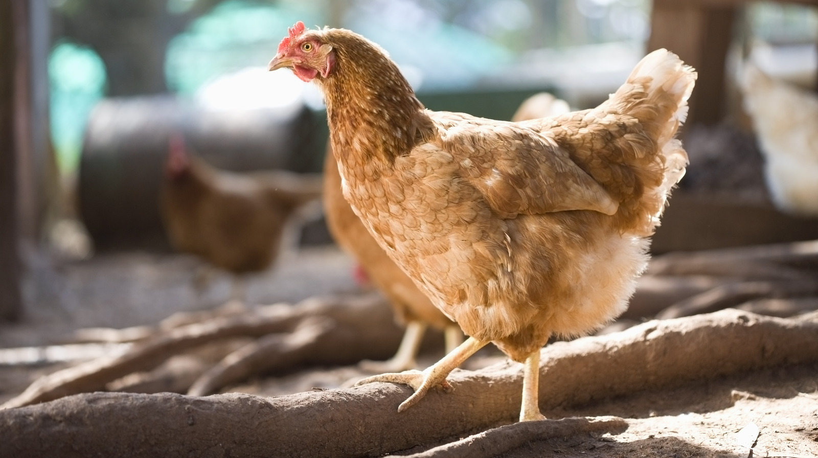 The Chicken Farming Industry Was Born From A Delivery Error