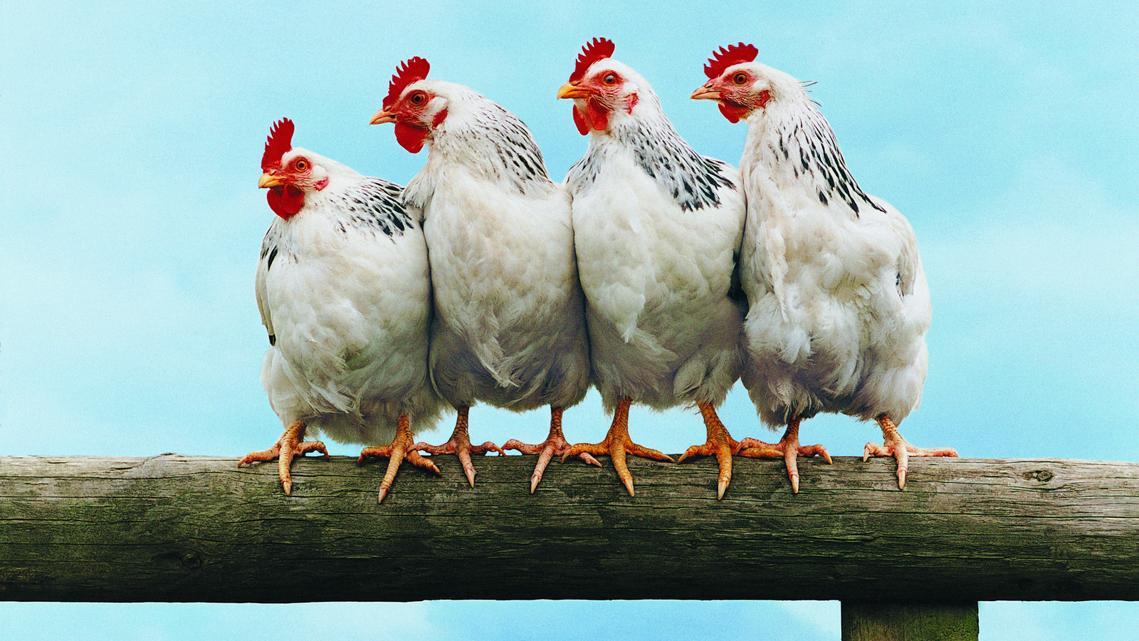 The Chicken Of Tomorrow Contest Changed The Poultry Industry Forever