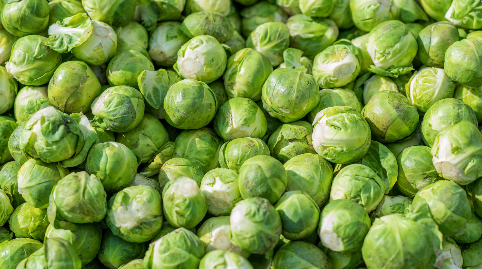 The Difference Between Small And Large Brussels Sprouts