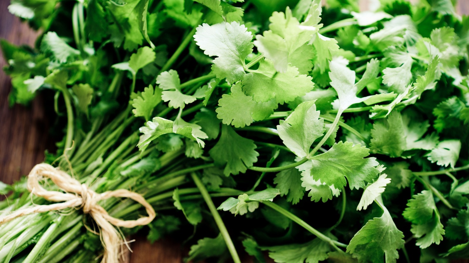 The Easy Way To Pick Fresh Cilantro Without A Taste Test