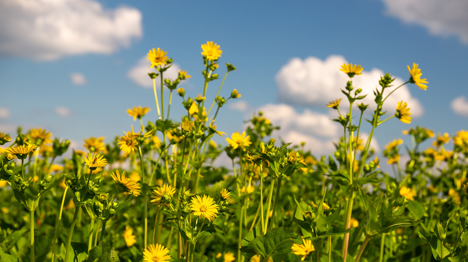 The Extinct Herb Ancient Romans Put On Everything