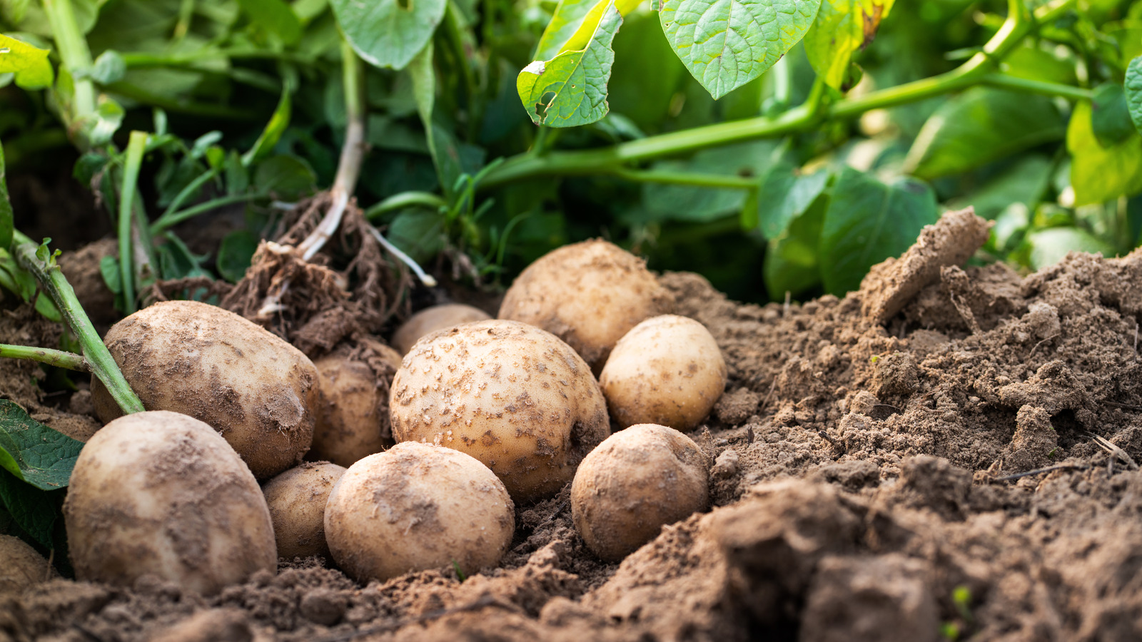 The Odd Reason Potatoes Used To Be Illegal In France