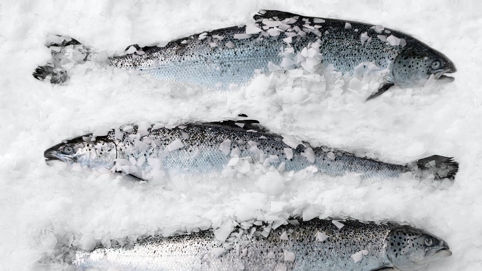 The Online Store That Sells Fish Approved By The World's Top Chefs