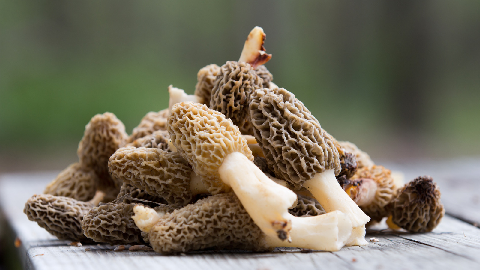 The Proper Way To Store Fresh Morel Mushrooms