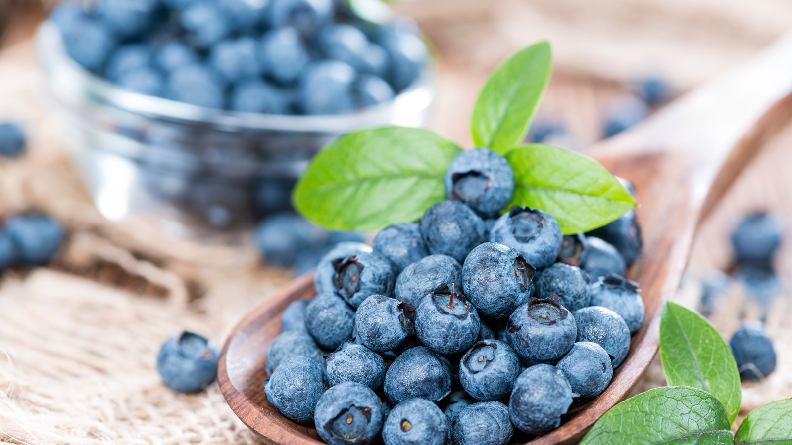 Why Do Wild Blueberries Grow So Well In Maine?