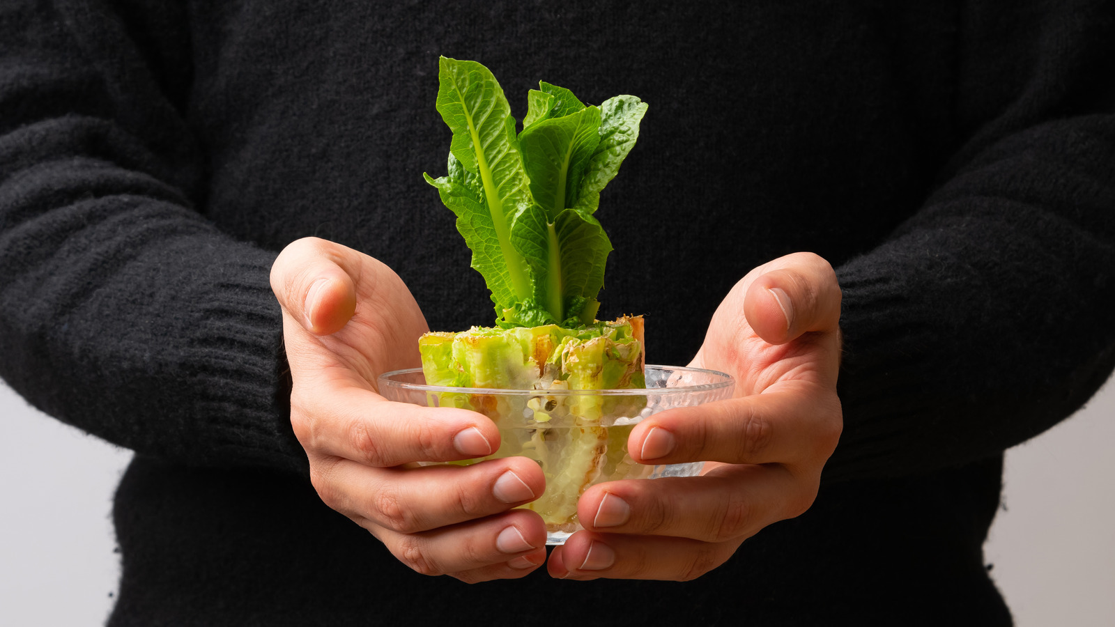 The Step You Should Never Skip When Growing Veggies From Scraps