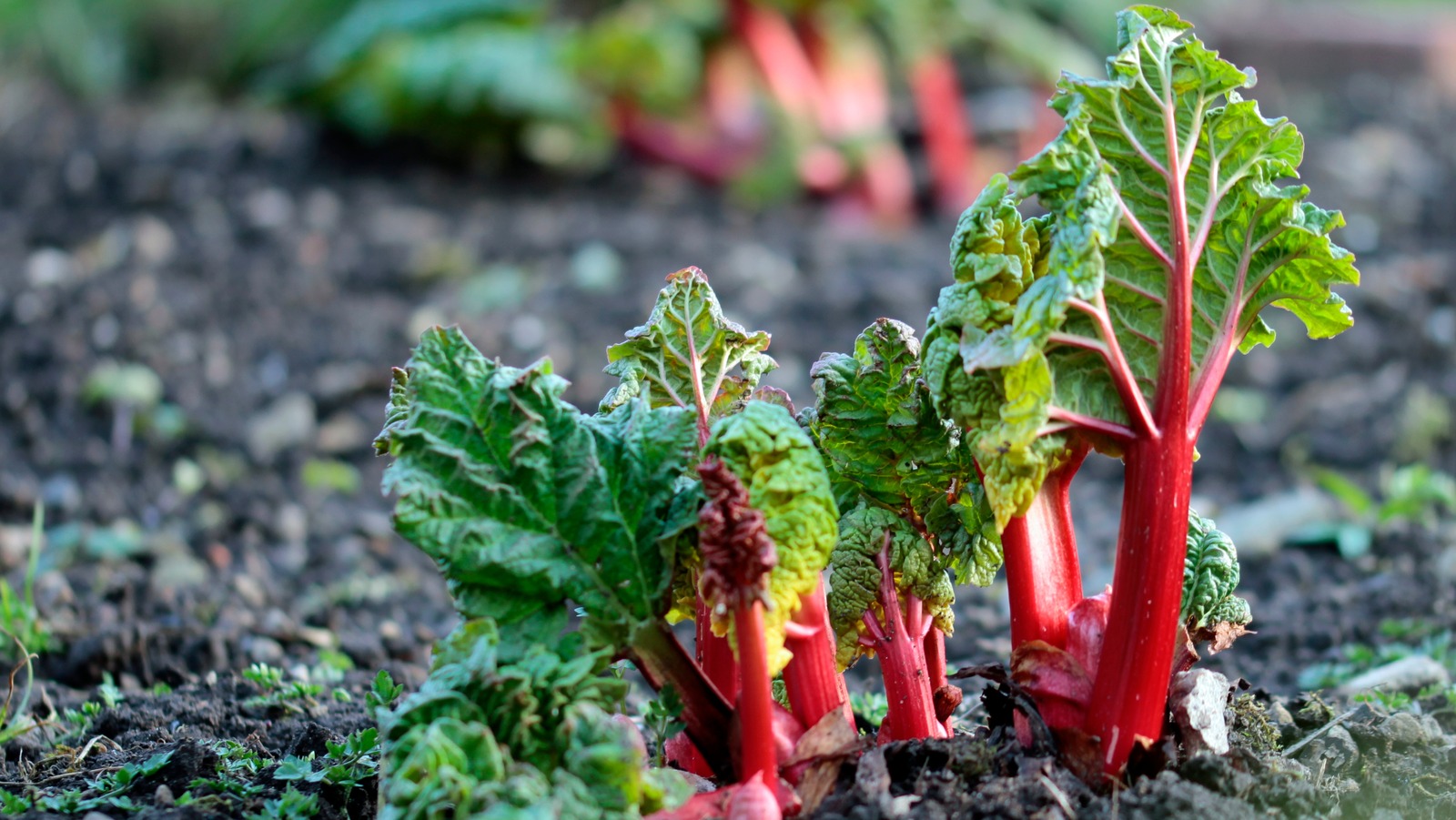 The Top Tip You Need For Harvesting Rhubarb