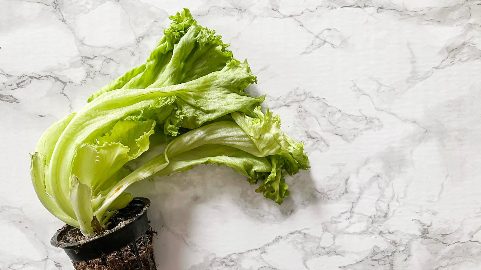 The Unconventional Way To Rescue Sad, Wilted Greens